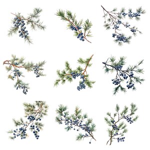 Juniper Berry Branch Clipart 35 PNG Digital Watercolor Blue Berries PNG ...