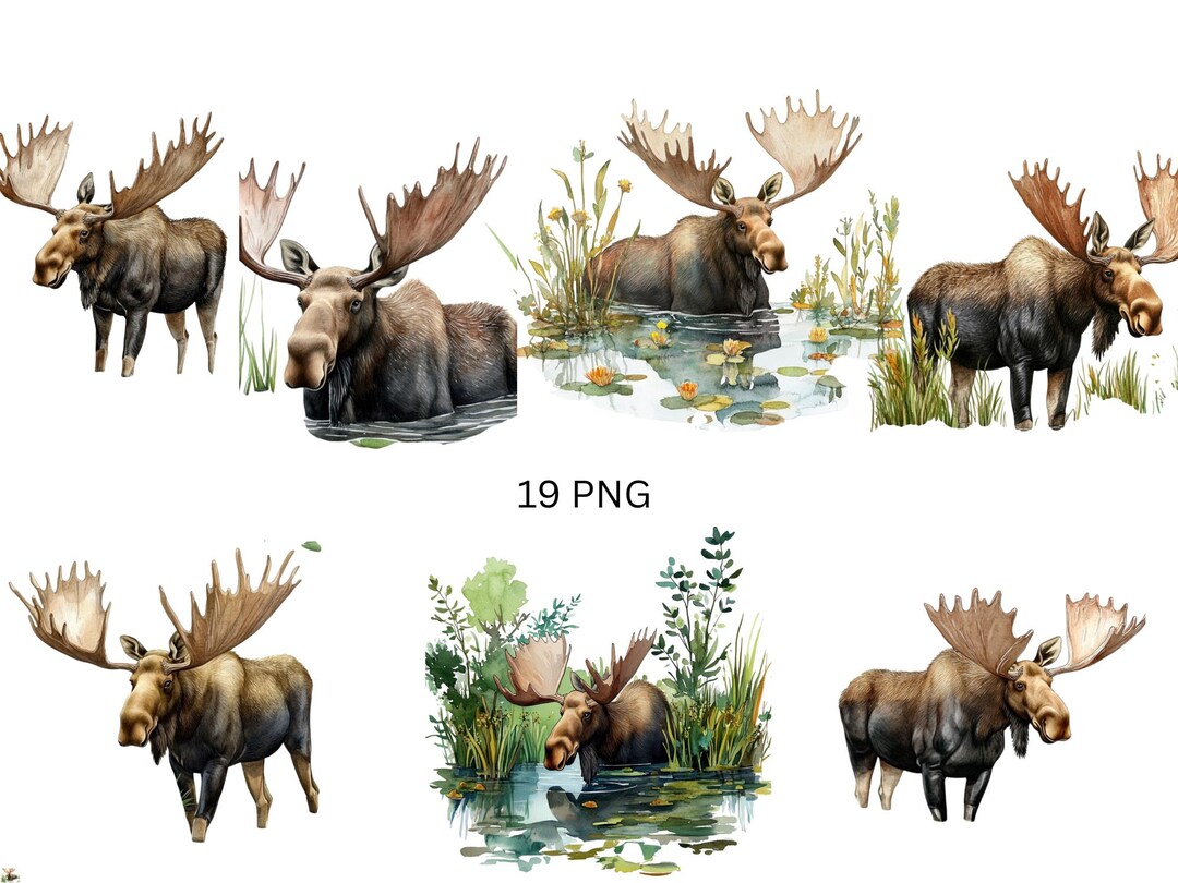 Moose Clipart Set - 19 PNG Images of Majestic Moose in Forest and Water ...