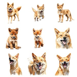 Watercolor Dingoes Clipart, PNG Digital Files on a Transparent ...