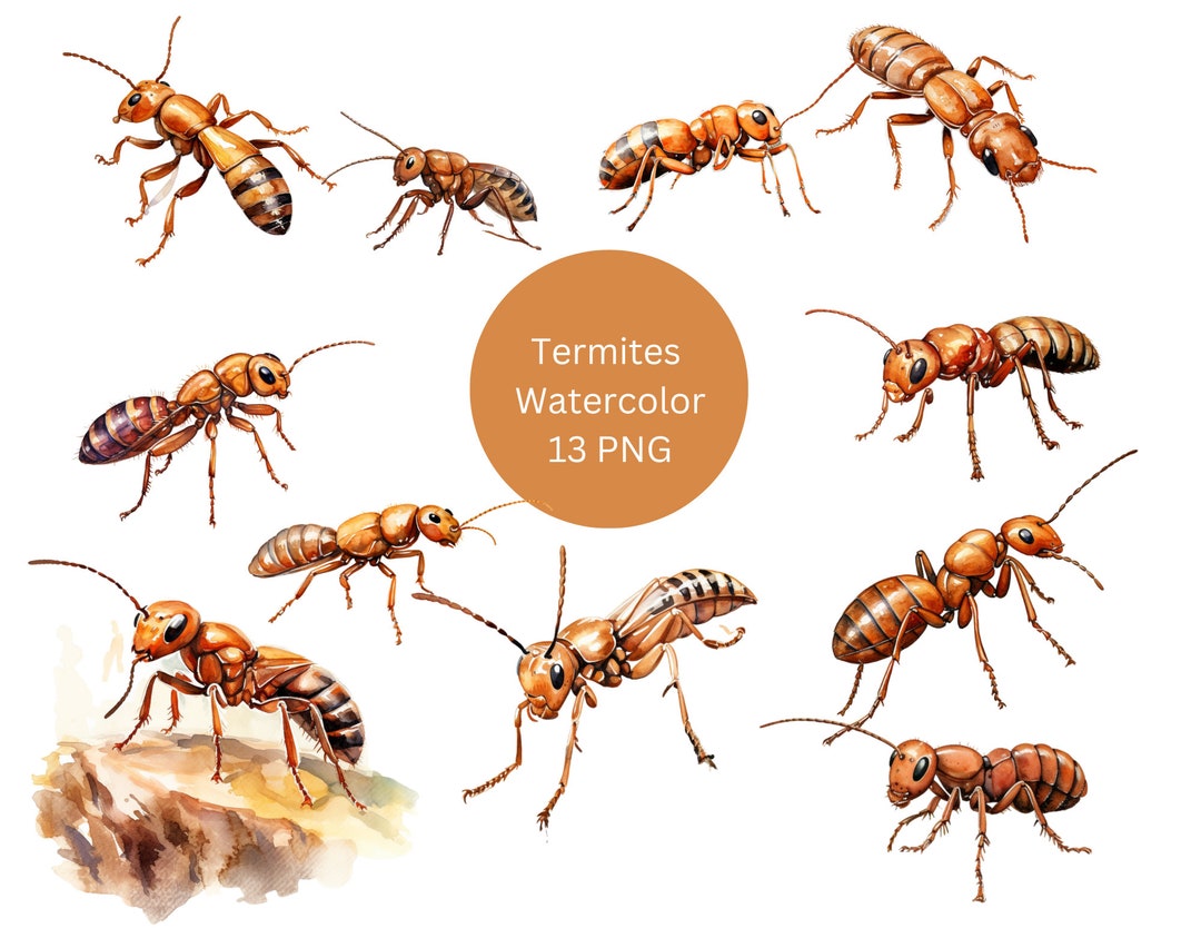 Watercolor Termites Clipart, PNG Digital Files on Transparent ...