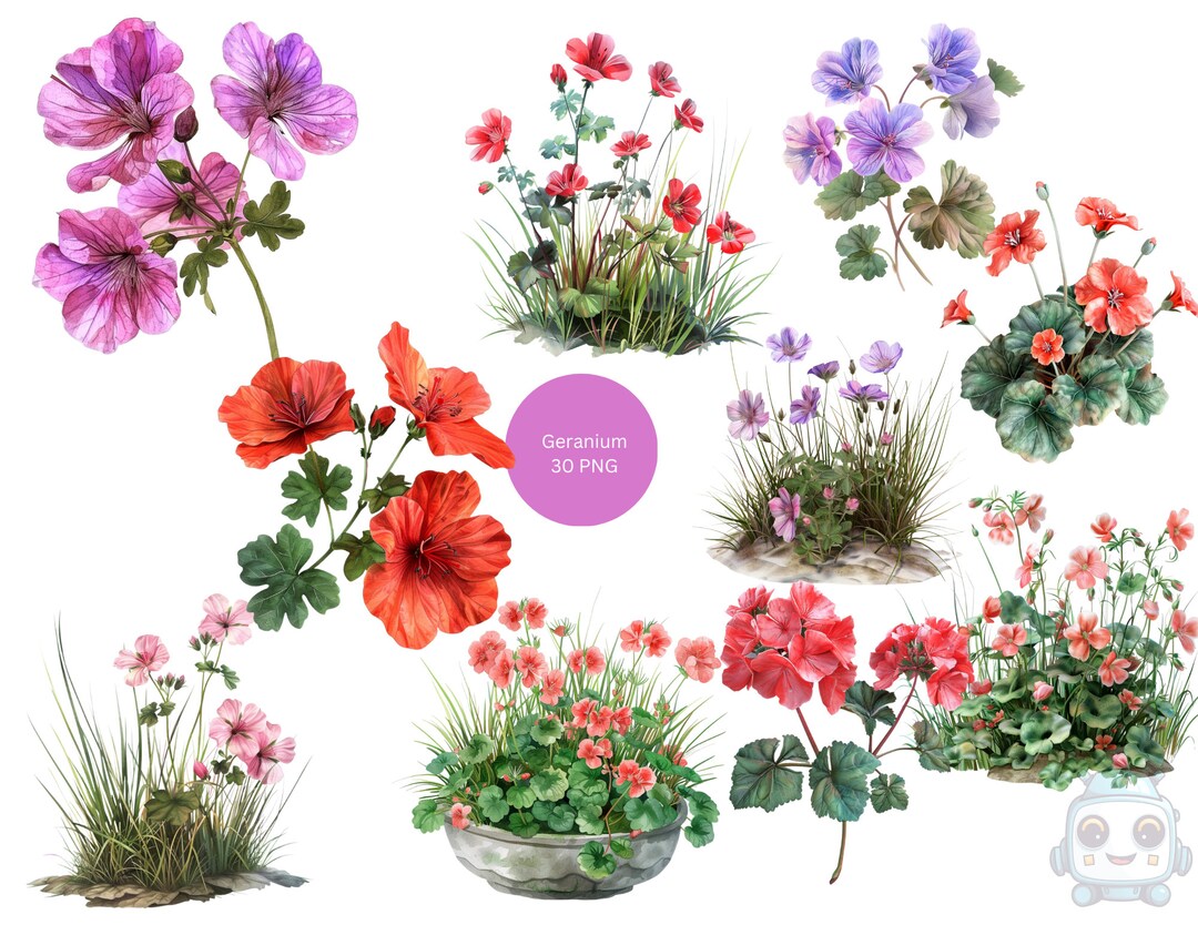 Watercolor Geraniums Clipart, Floral PNG Individual Images on ...