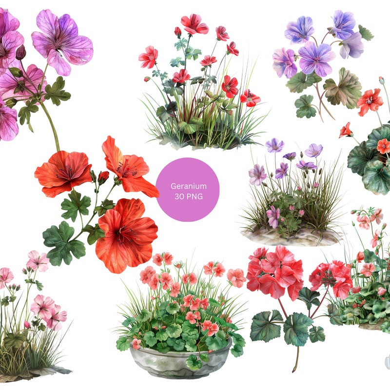 Geranium Clipart - Etsy