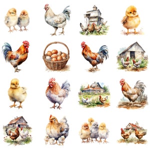 Watercolor Chicken Clipart PNG Digital Files on Transparent Background ...