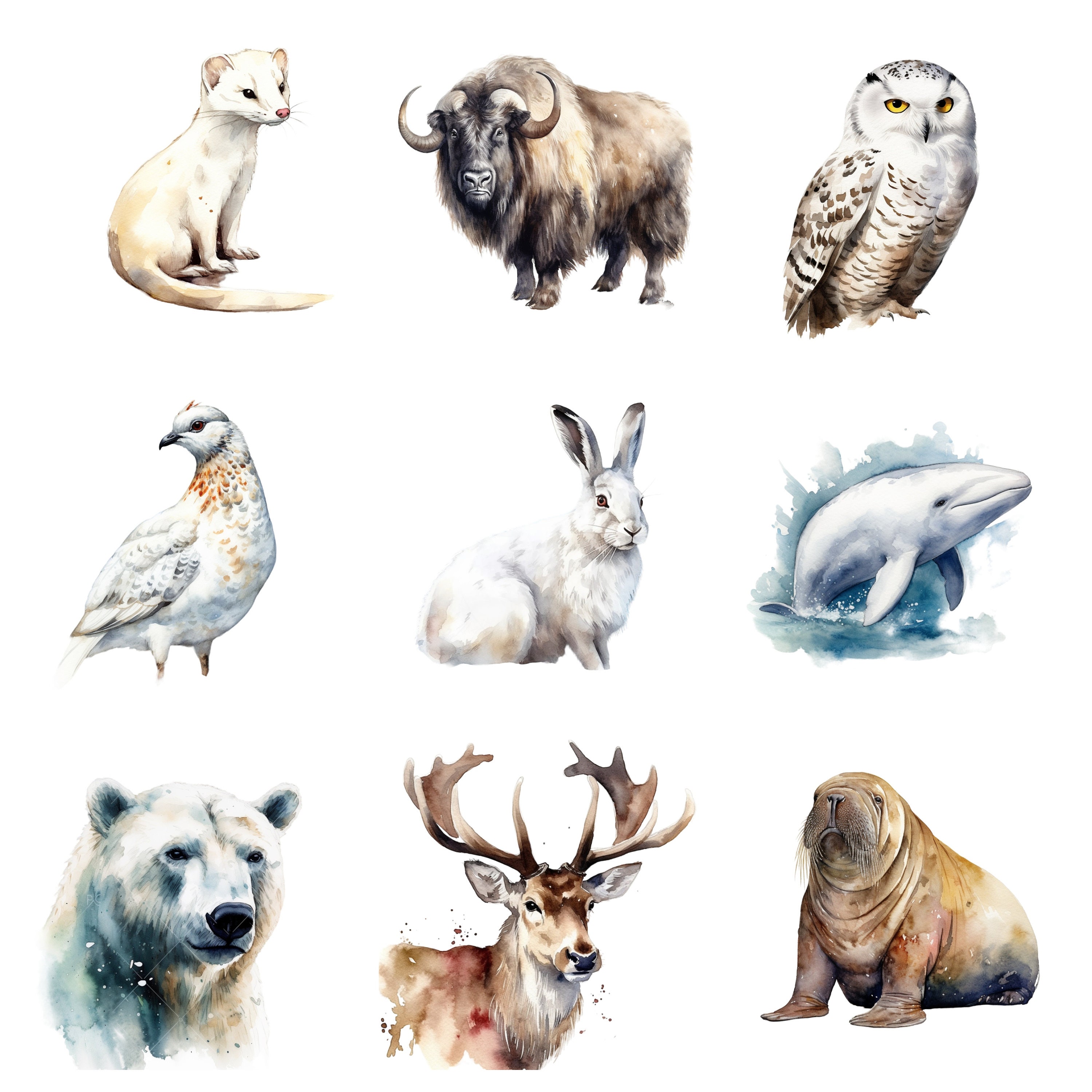Watercolor Arctic Animals Clipart PNG Images Instant - Etsy