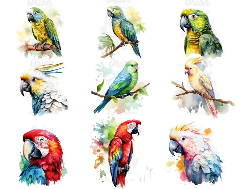 Watercolor Parrots Clipart PNG Digital Files on a Transparent - Etsy
