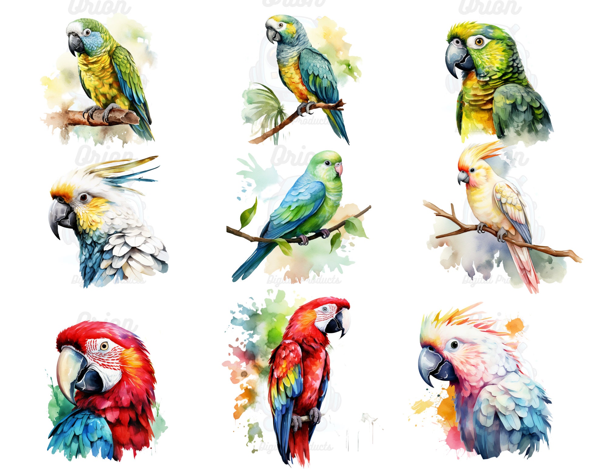 Watercolor Parrots Clipart PNG Digital Files on a Transparent - Etsy