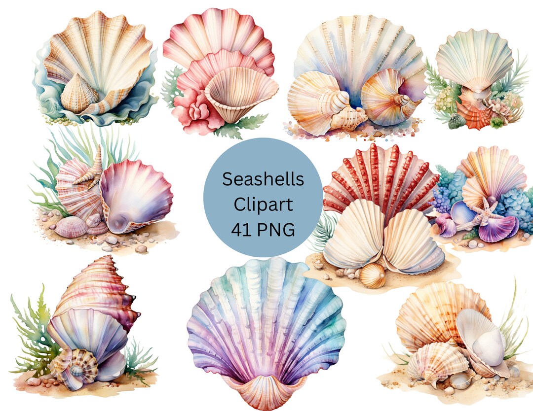 Watercolor Seashells Clipart, PNG Digital Files on Transparent ...