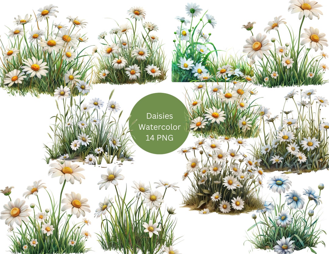 Watercolor Daisies Clipart, Floral Clipart, PNG Individual Images on ...