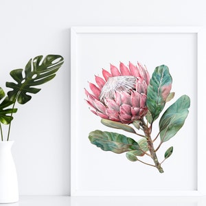 41 Watercolor Protea Flowers Clipart, Floral PNG Individual Images on ...