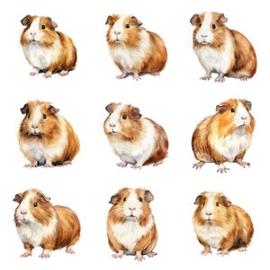 32 Guinea Pigs Watercolor Clipart, Pets Clipart, PNG Individual Images ...