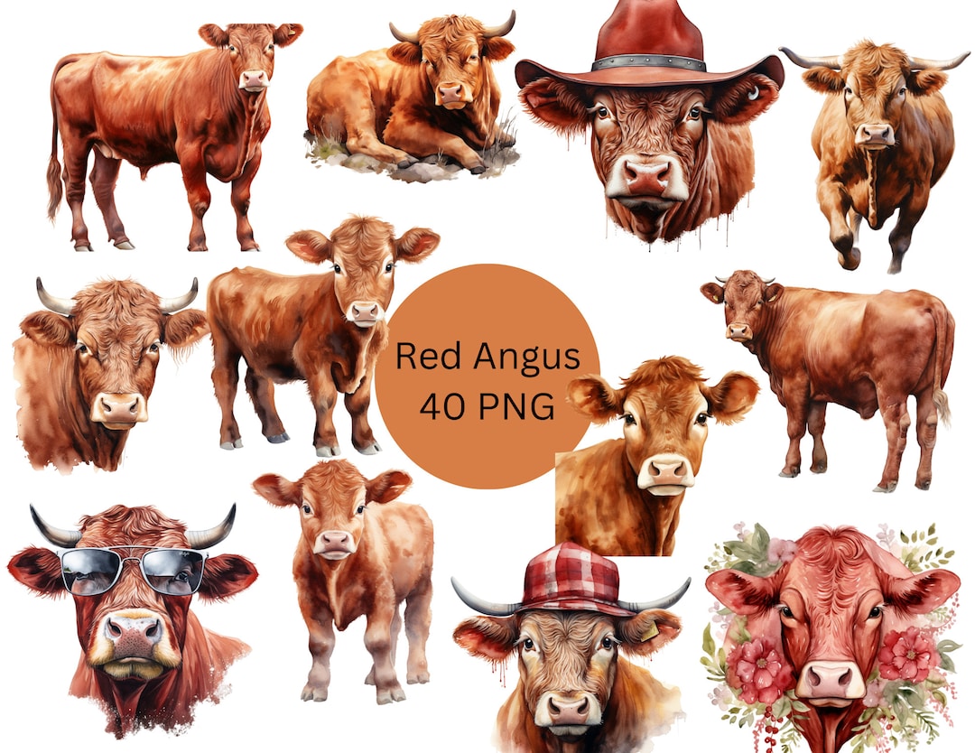 Watercolor Red Angus Clipart, PNG Digital Files on Transparent Background, Scrapbook ...