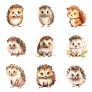 37 Cute Hedgehogs Watercolor Clipart, Animals Clipart, PNG Individual ...