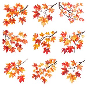 Autumn Maple Tree Branches Clipart | 42 PNG Fall Leaves, PNG Individual ...