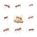 Watercolor Ants Clipart, PNG Digital Files on Transparent Background ...