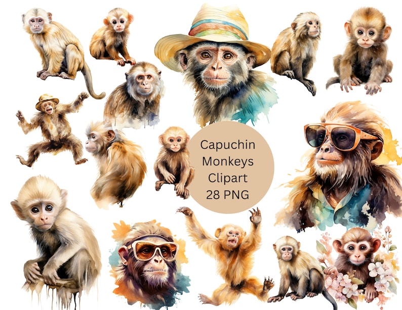 Watercolor Capuchin Monkeys Clipart, PNG Digital Files on a Transparent ...