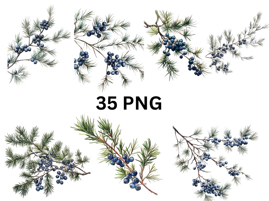Juniper Berry Branch Clipart 35 PNG Digital Watercolor Blue Berries PNG ...