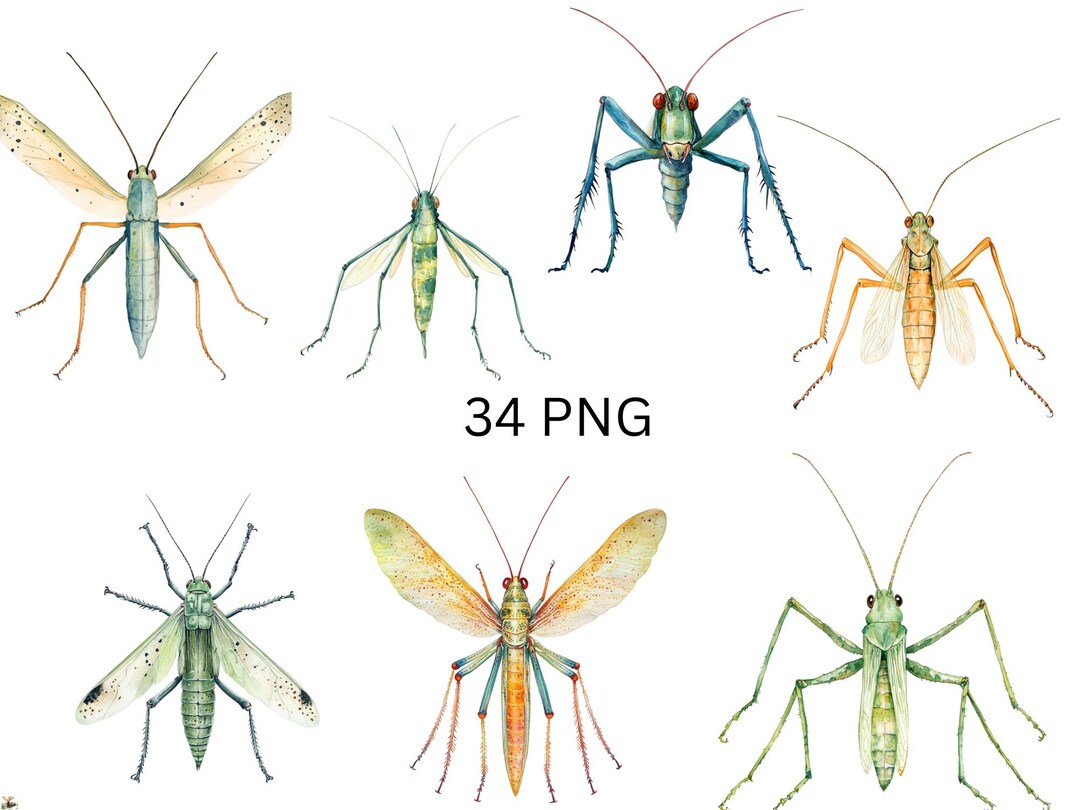 Grasshopper and Insect Clipart Set - 34 Detailed Watercolor ...