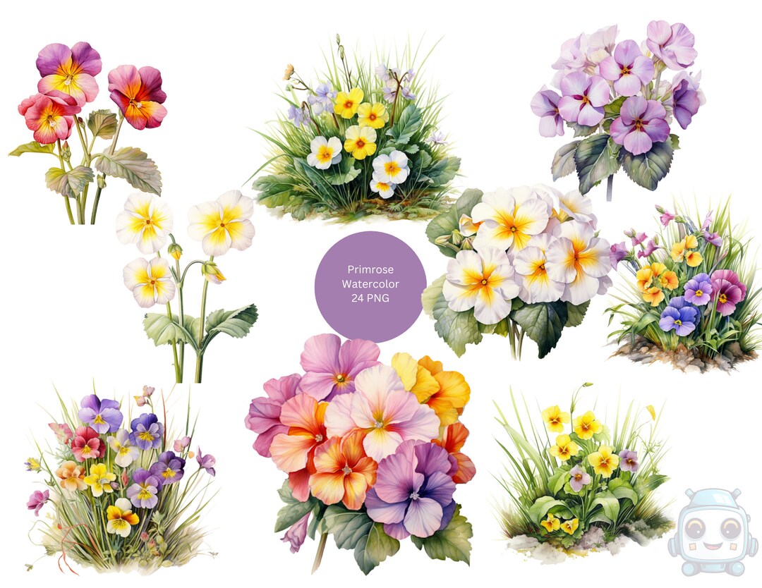 Watercolor Primrose Clipart, PNG Individual Images on Transparent ...