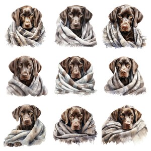 34 Snuggly German Shorthaired Pointers Watercolor Clipart, Pets Clipart ...