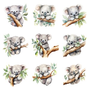 Baby Koala Watercolor Clipart, Animals Clipart, PNG Individual Images ...