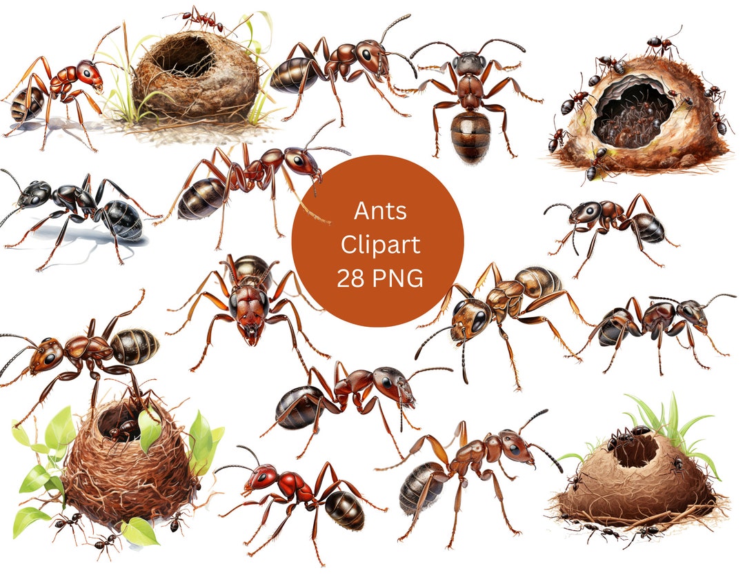 Ants Clipart, PNG Digital Files on a Transparent Background ...