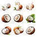 Coconut Clipart, PNG Digital Files on Transparent Background ...