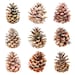 32 Watercolor Pine Cones Clipart, Fall Clipart, PNG Individual Images ...