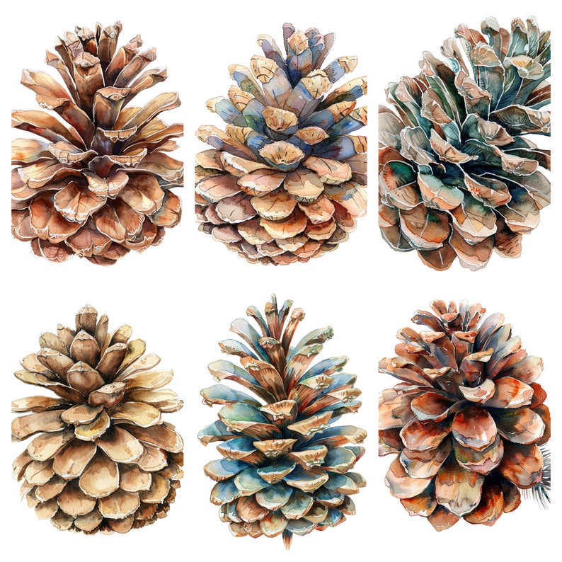 32 Watercolor Pine Cones Clipart, Fall Clipart, PNG Individual Images ...