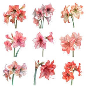 Watercolor Amaryllis Clipart, Floral PNG Individual Images on ...