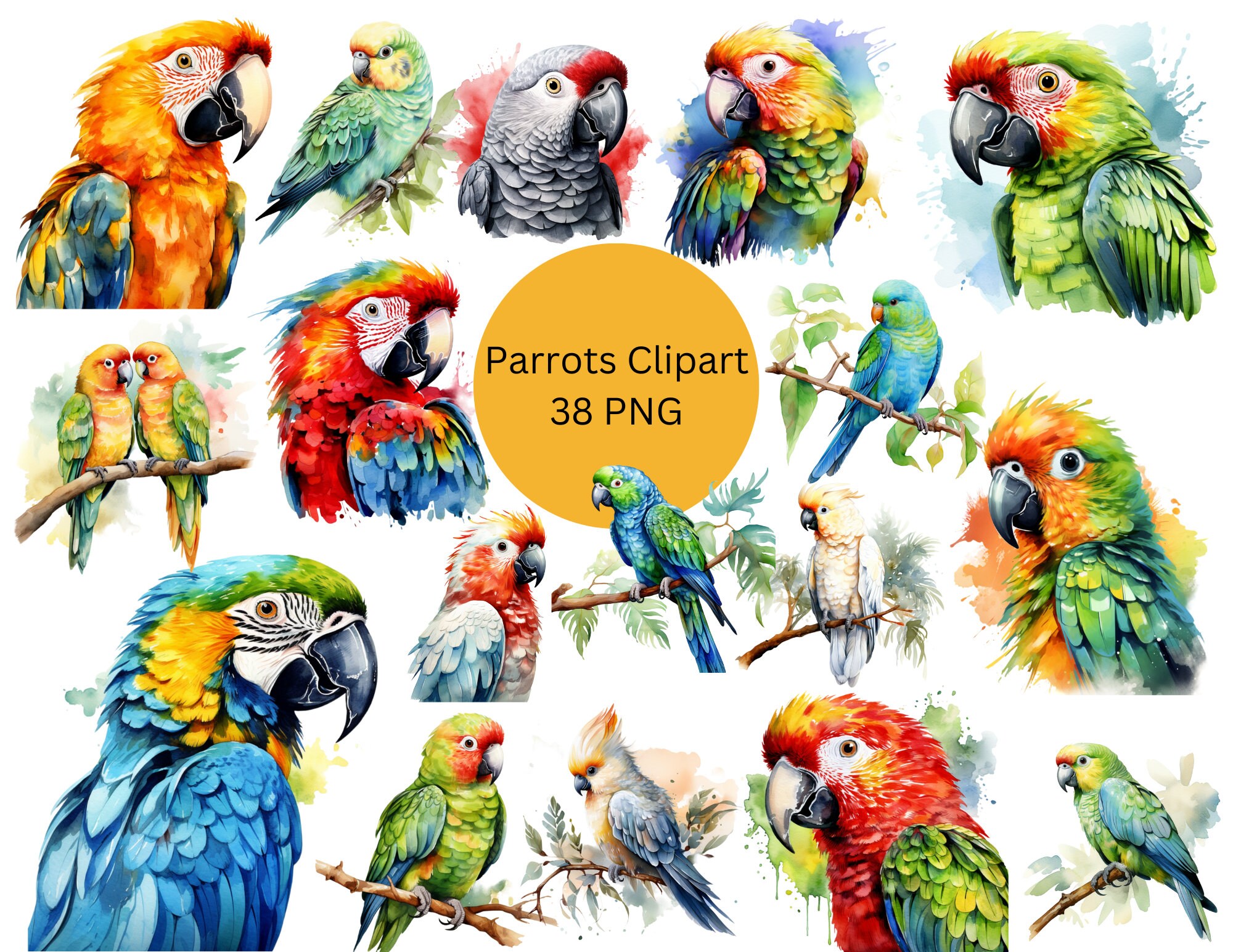 Watercolor Parrots Clipart PNG Digital Files on a Transparent - Etsy