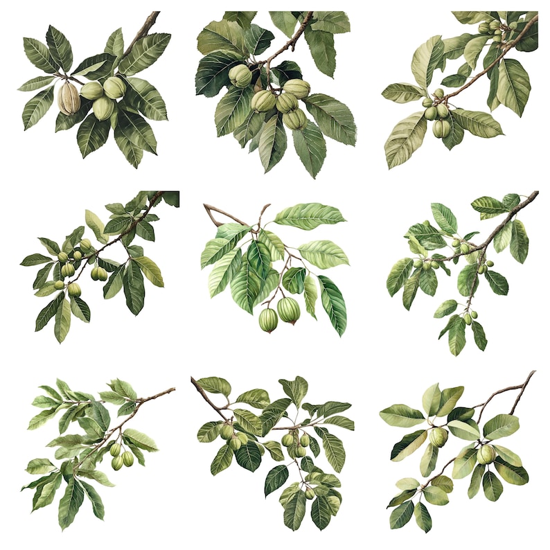 Nut Tree Branches Clipart - 30 PNG Botanical Watercolor Nut Branches ...