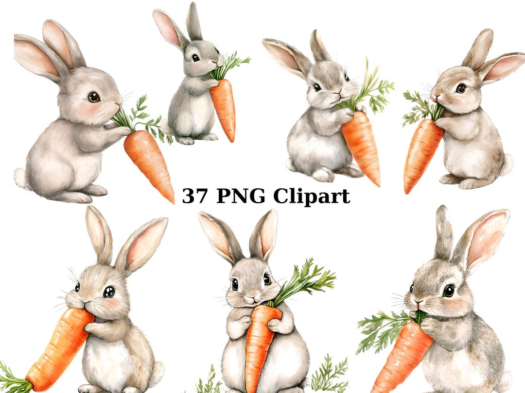 37 Bunnies With Carrots Watercolor Clipart, Bunny Clipart, PNG ...