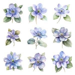 31 Hepatica Flowers Watercolor Clipart, Floral Clipart, PNG Individual ...