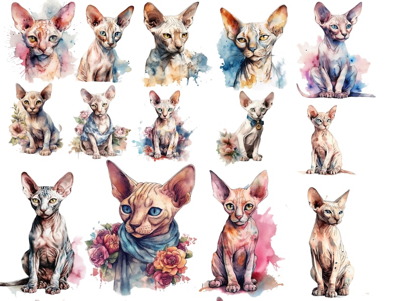 Sphynx Cats Sphynx Kitties 30 Beautiful PNG Images - Etsy