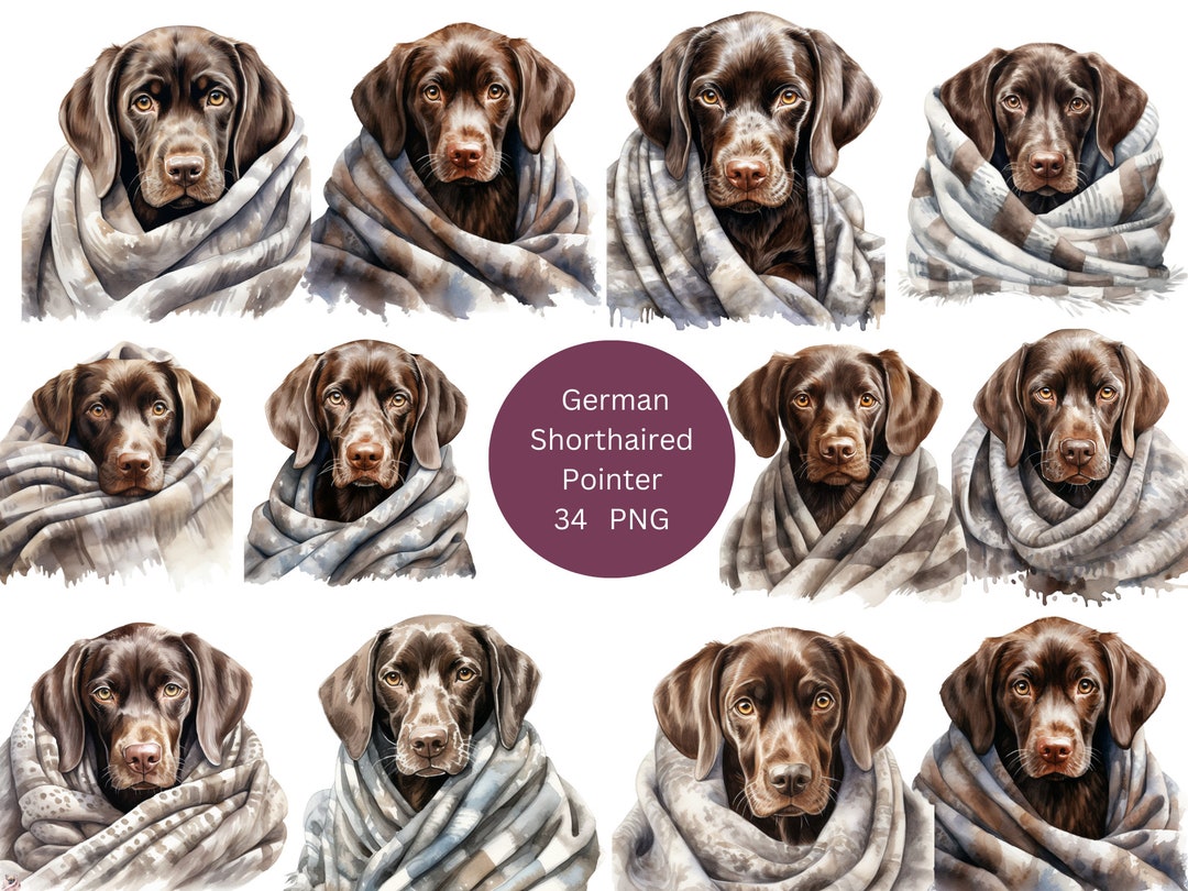 34 Snuggly German Shorthaired Pointers Watercolor Clipart, Pets Clipart ...