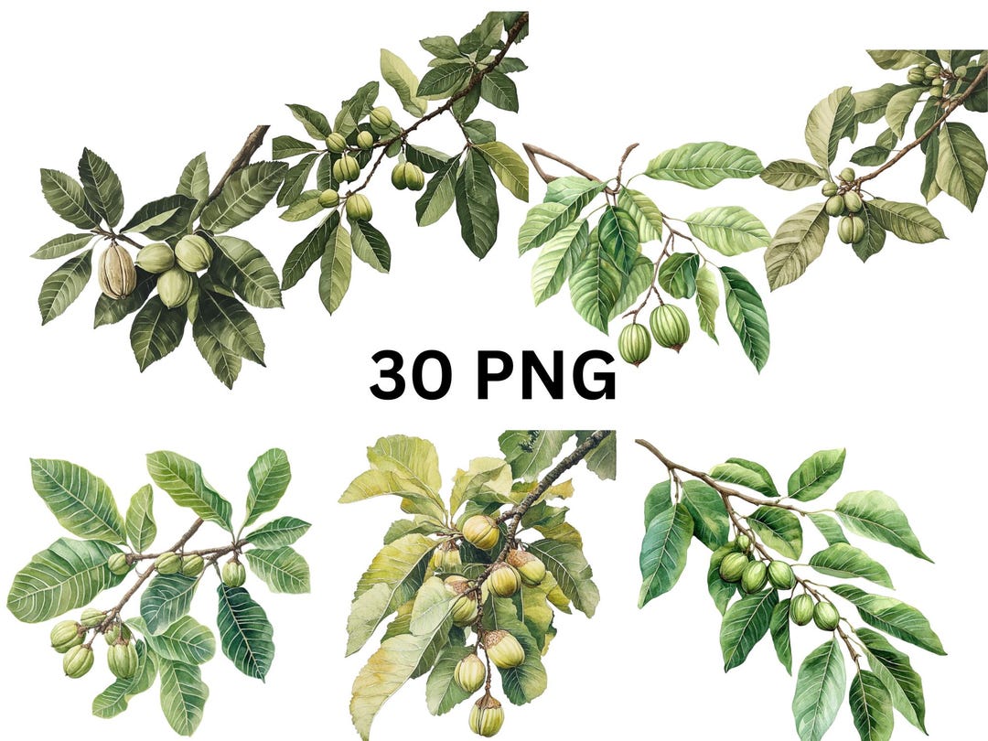Nut Tree Branches Clipart - 30 PNG Botanical Watercolor Nut Branches ...
