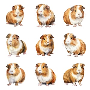 32 Guinea Pigs Watercolor Clipart, Pets Clipart, PNG Individual Images ...