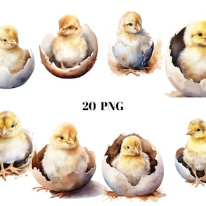 20 Baby Chick Hatching Watercolor Clipart, Bird Clipart, PNG Digital ...