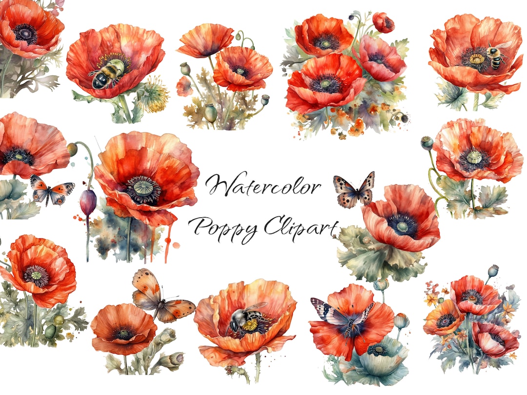 Watercolor Poppies Clip Art, PNG Digital Files on a Transparent ...