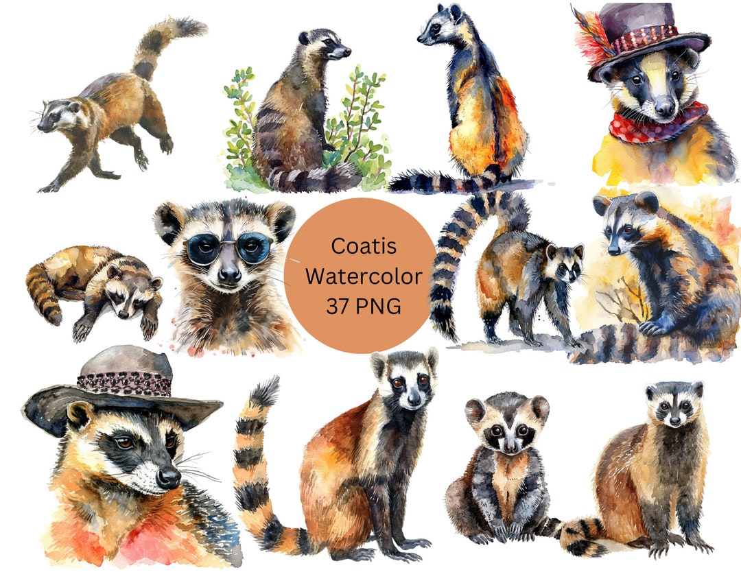 Watercolor Coatimundis Clipart, Coatis PNG Digital Files on Transparent ...