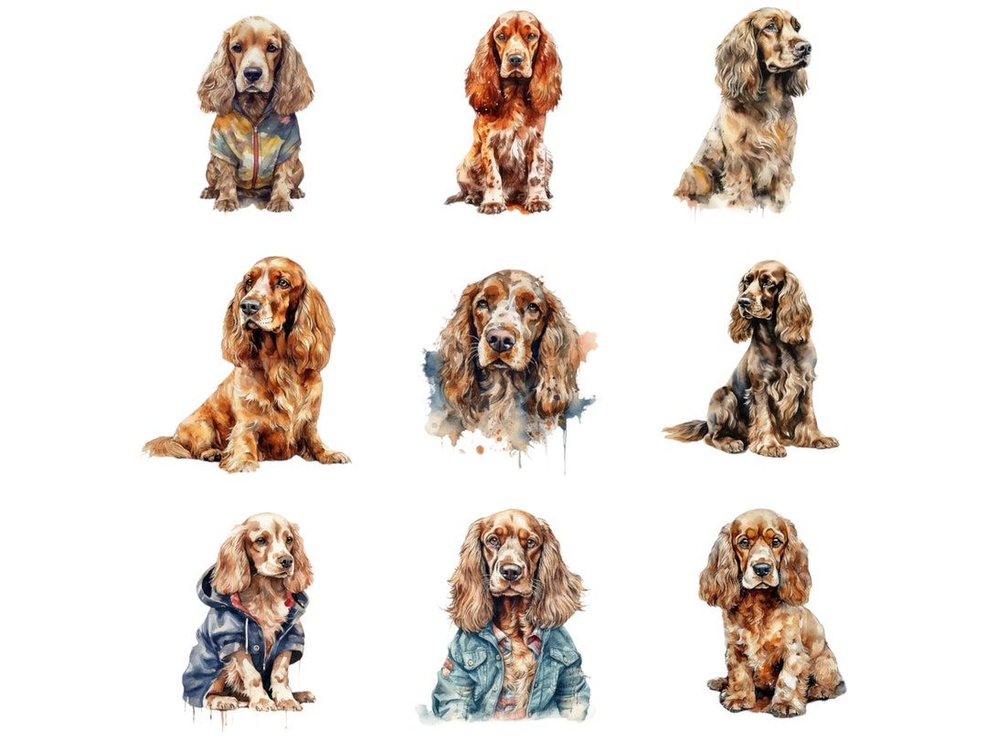 English Cocker Spaniel, Watercolor, 18 PNG Images, Clipart, Junk ...