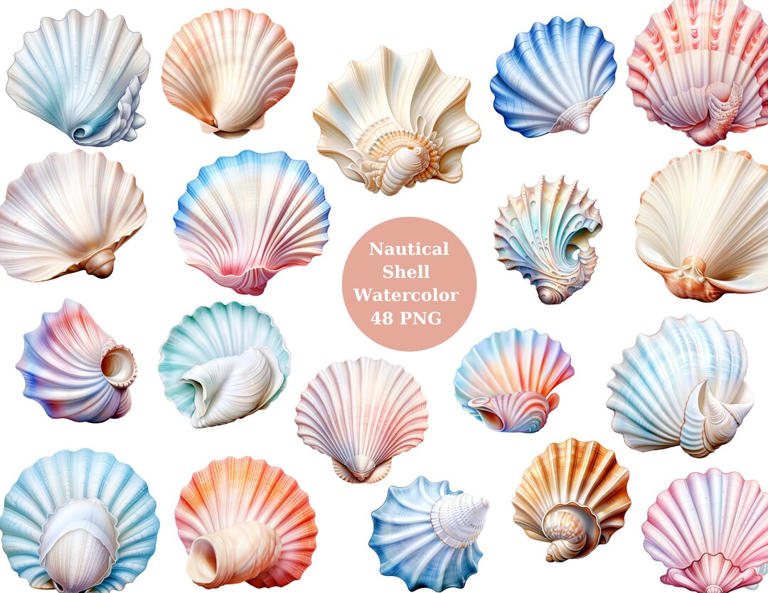 Watercolor 48 Nautical Shell Clipart, PNG Individual Images on ...