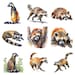 Watercolor Coatimundis Clipart, Coatis PNG Digital Files on Transparent ...