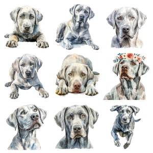Watercolor Silver Labs Clipart, Labrador Retrievers PNG Digital Files ...