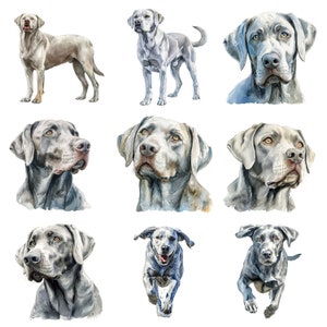 Watercolor Silver Labs Clipart, Labrador Retrievers PNG Digital Files ...