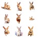 Watercolor Rabbits Clipart, Bunnies PNG, Digital Files on Transparent ...