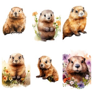 Watercolor Marmots Clipart, PNG Digital Files on Transparent Background ...