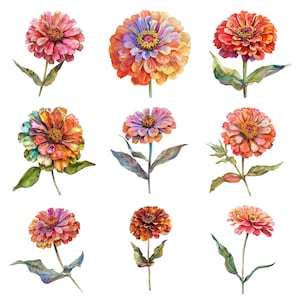 Watercolor Zinnia Clipart, Floral PNG Individual Images on Transparent ...