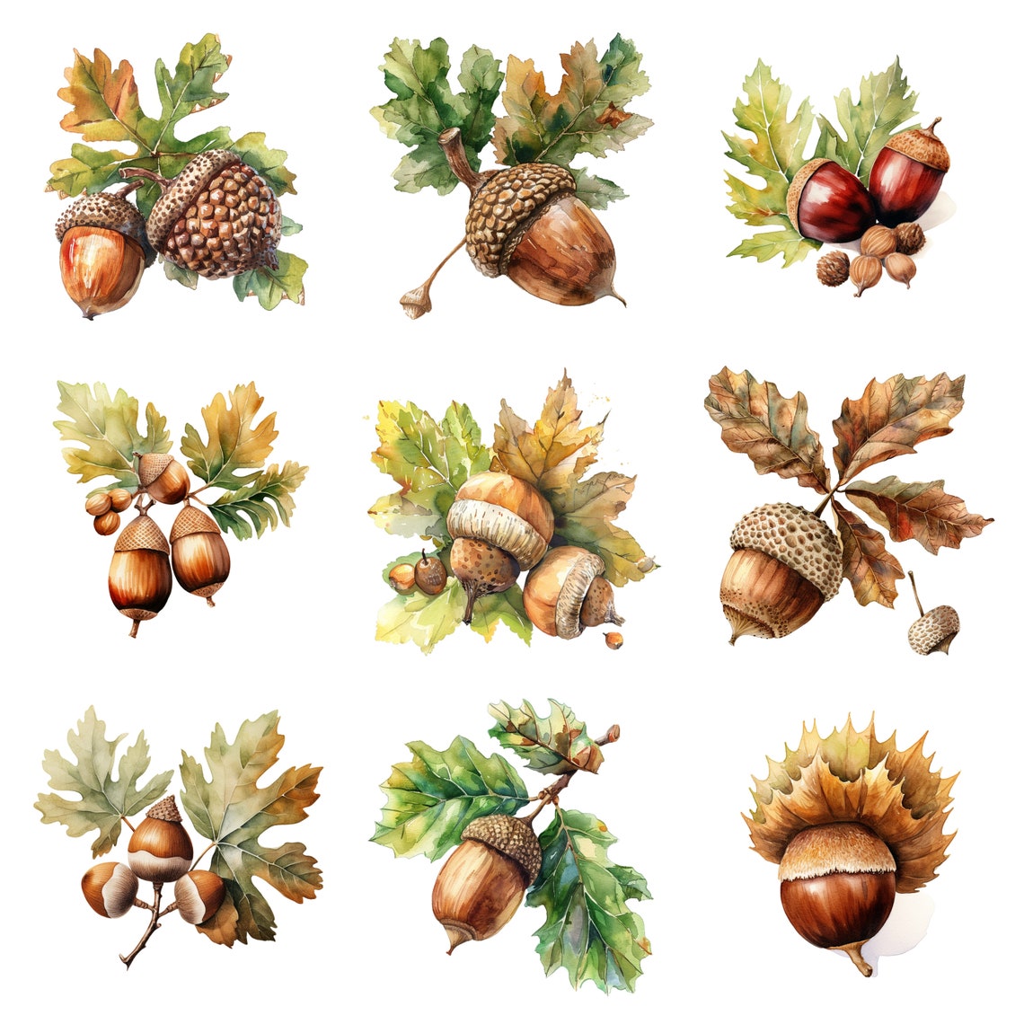 43 Acorn Watercolor Clipart, Oaknut Clipart, PNG Individual Images on ...