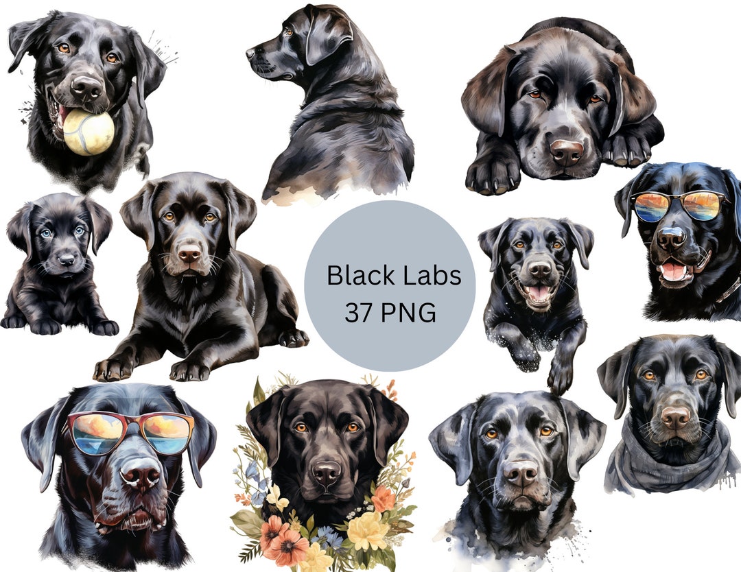 Watercolor Black Labs Clipart, PNG Digital Files on Transparent ...